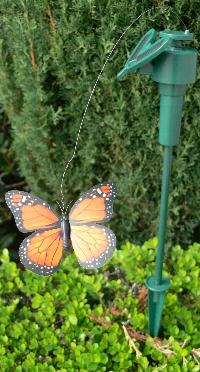 fluttering butterfly